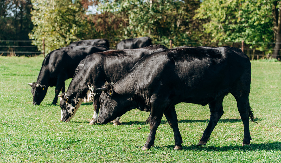 The Art of Ethical Farming: Raising Happy and Healthy Cows – Ranch IV ...